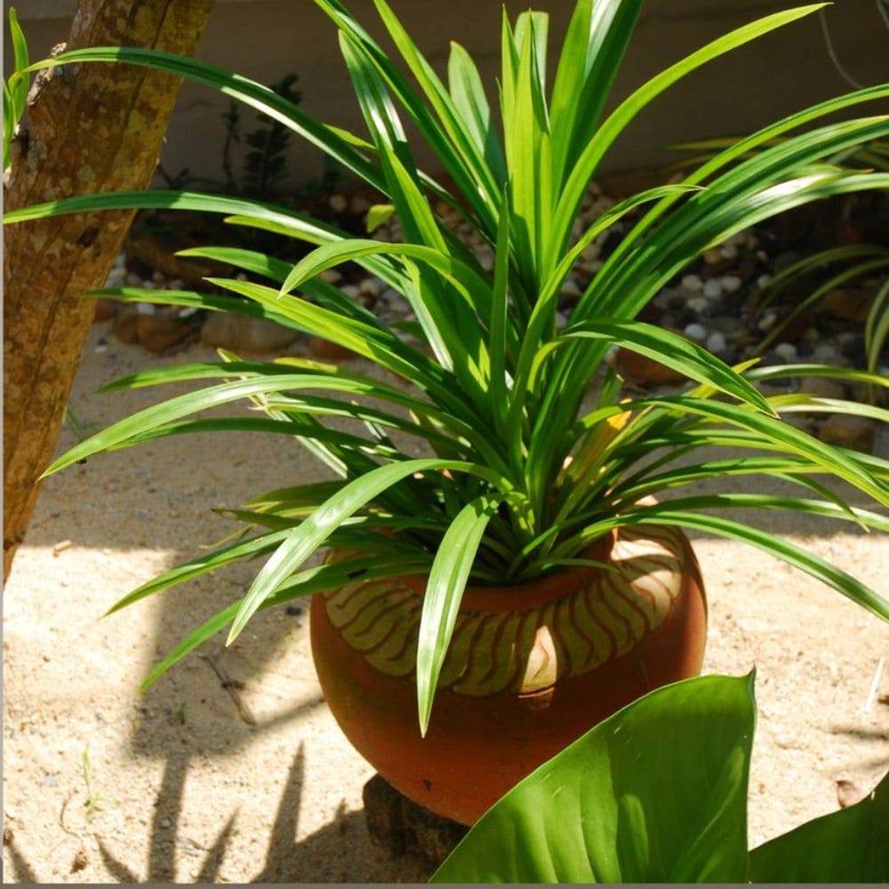 Growing and Caring for Your Own Fragrant Pandan Plant – Gingerglow