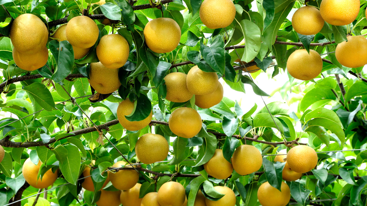 How to Care for Fruit Trees in Fall (Complete Seasonal Guide) – Gingerglow